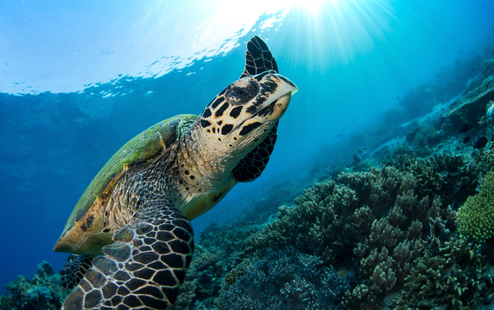 Aniversários 42 anos da Cattalini e 375 anos de Paranaguá – confira a ...